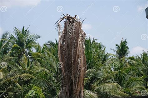 Disease And Pest Attacked On Fragrant Coconut Tree Stock Image Image