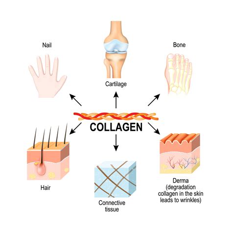 Health Benefits Of Collagen Supplements Whitney E RD