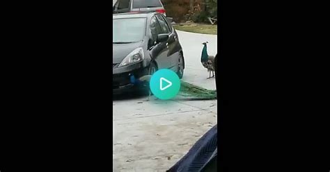 My Car Was Attacked By A Peacock And Possibly Totalled Album On Imgur