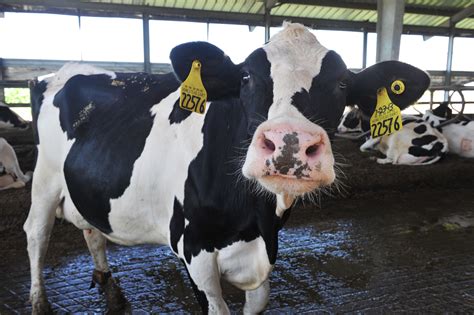 What Is The Meaning Behind The Moo The Salt NPR