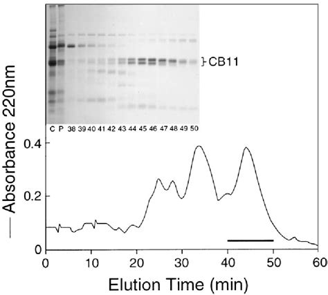 figure 2 from structurally abnormal type ii collagen in a severe form