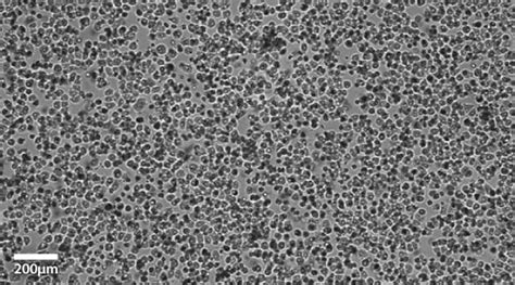 Primary Human Hepatocytes Culture Protocol