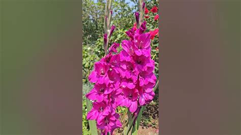 Доброго ранку і чудового дня всім наші Любі Друзі і Гості 🙏 ️🕊 побажання гладіолуси Youtube