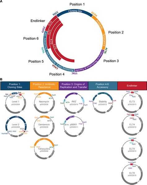 Typical Plasmid Vector
