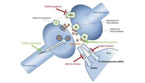 The Uses Of Rotigotine In Parkinsons Disease Treatment Qingmu