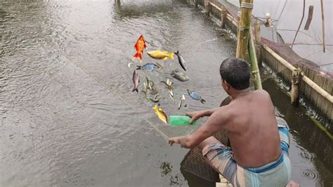 Traditional Village Fishing During Rainy Season Country Fish Catching