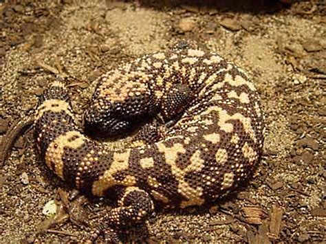 100 Gila Monster Wallpapers