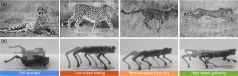 [논문 리뷰] Discovery Of Skill Switching Criteria For Learning Agile Quadruped Locomotion