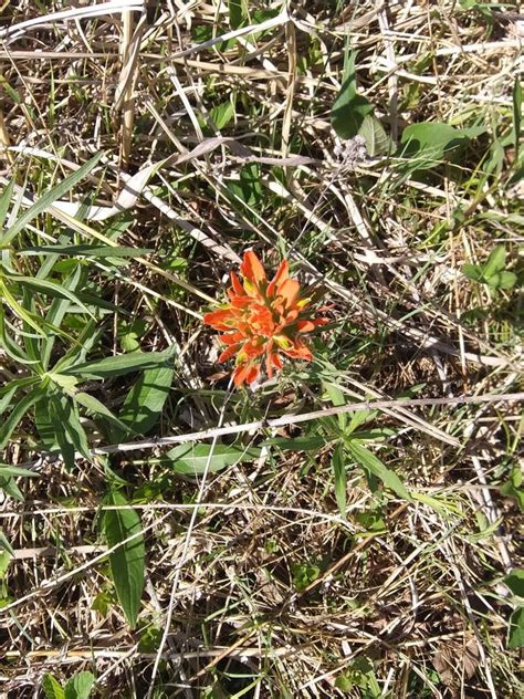 Missouri Wild Flower Stock Image Image Of Fields Pasture 146599753