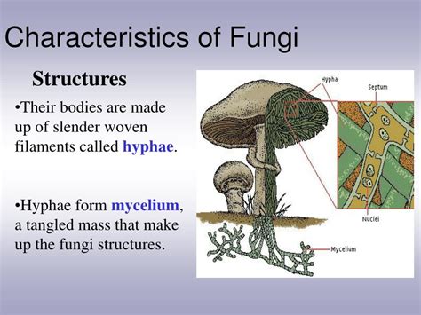 Ppt Characteristics Of Fungi Powerpoint Presentation Free Download Id1481321