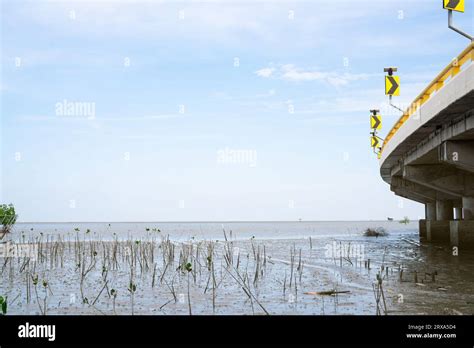 Green Mangrove Tree Planting In Mangrove Forest Mangrove Ecosystem
