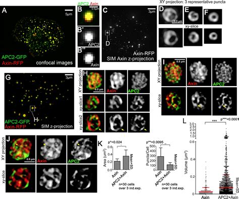 A Novel GSK3 Regulated APC Axin Interaction Regulates Wnt Signaling By