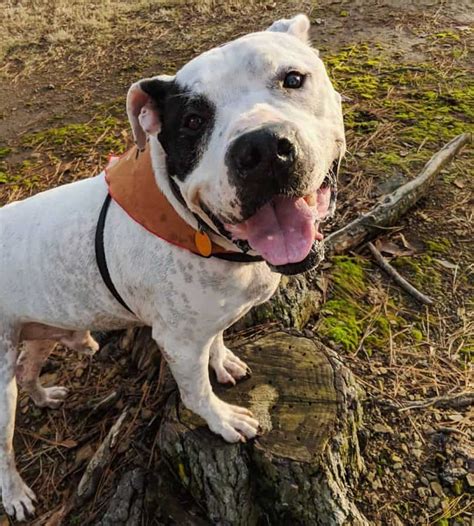 Pitbull Terrier Mix With American Bulldog Hotsell Danzhaocc