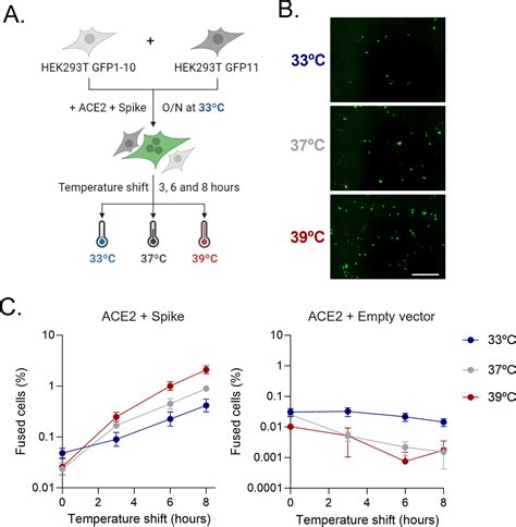 Temperature Impacts Sars Cov 2 Spike Fusogenicity And Evolution Mbio