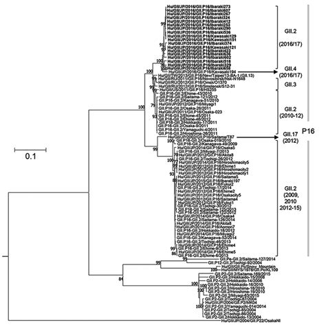 Phylogenetic Tree For The RNA Dependent RNA Polymerase RdRp Region In Download Scientific