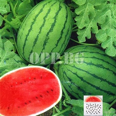 Opp Bg Семена за вкусна Диня