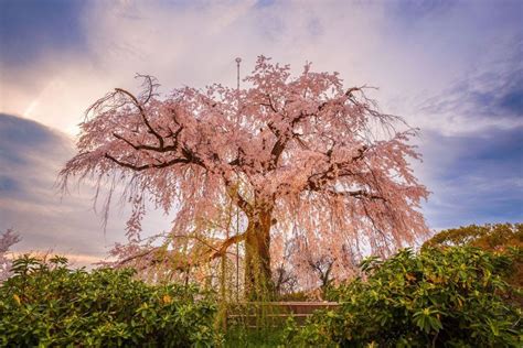 Tempat Terbaik Melihat Bunga Sakura Di Jepang