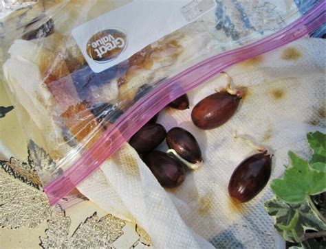 Growing Indigenous Trees From Seeds JCCWilliamsburg Master Gardener Association