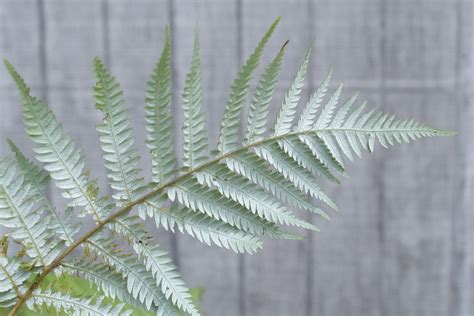 Cyathea Dealbata Concept Botanica