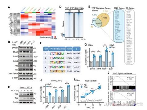 单细胞项目文章cxcr2−cd44−肿瘤特异性中性粒细胞通过yaptaz Cd54轴抑制胃癌 知乎