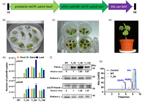 Construction And Confirmation Of Transgenic Soybean Expressing