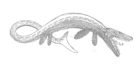 Tylosaurus Seventh Grade Drawing Unfinished Paleo Re Creations