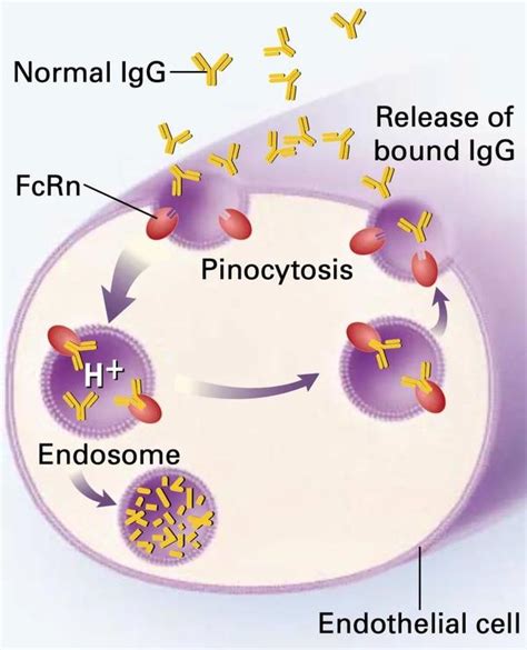 两次转手，强生65亿美元收购：nipocalimab中国开展3期临床 知乎