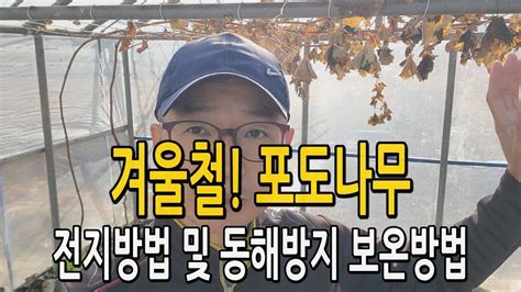 겨울철 포도나무 전지 및 동해 냉해방지 보온방법 이렇게 하세요~ Youtube