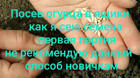 Посев семян огурца, рекомендованные сорта огурцов. Этот способ не для ...