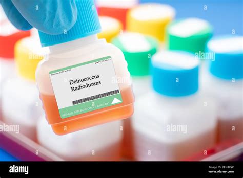 Deinococcus Radiodurans This Bacterium Is Known For Its Extreme Resistance To Ionizing