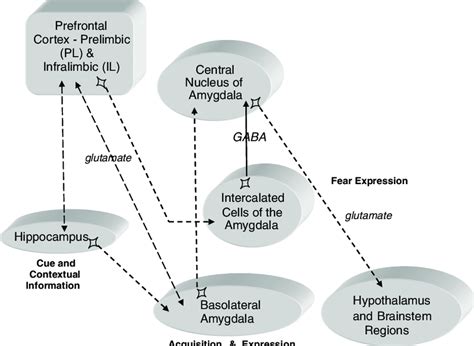Neural Circuitry Of Fear Conditioning And Its Extinction The Bla Pfc
