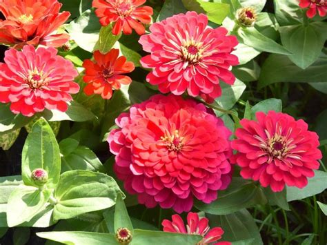 Cinija Kako Uzgojiti Predivni Cvijet Koji U Naše Vrtove Unosi Obilje Vedrih Boja Moje Cvijeće