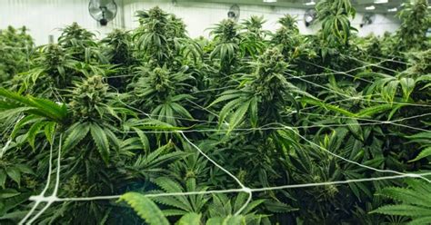 Growing Autoflower Cannabis Techniques For High Yield