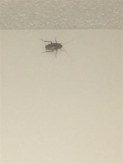 Los Angeles Ca What Kind Of Bug Is This Bug Like This Has Been