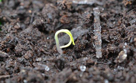 Seedling In Soil Greenside Up