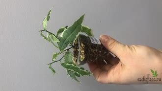 Фикусы - Ficus Sagittata Mutabilis / фикус сагиттата мутабилис