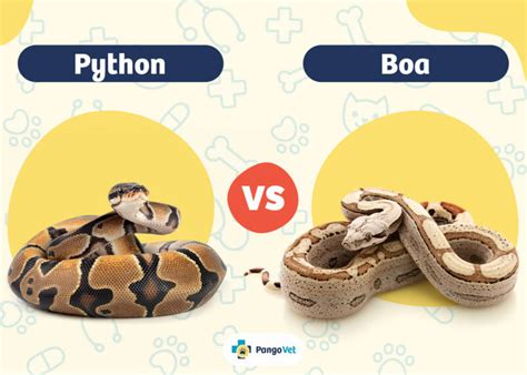 Python Vs Boa The Main Differences With Pictures Pangovet