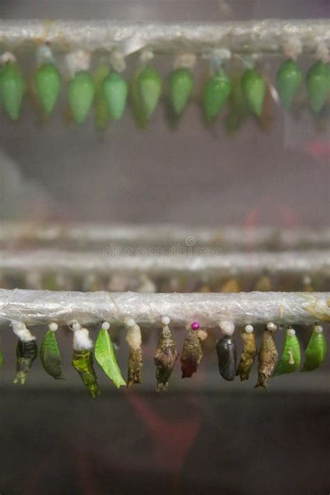 Rows Of Butterfly Green Cocoons Butterfly Pupa Farms Cocoons On Stick