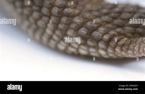 Bosc Monitor Stock Videos And Footage Hd And 4k Video Clips Alamy