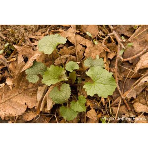 Garlic Mustard Images Integrated Pest Management
