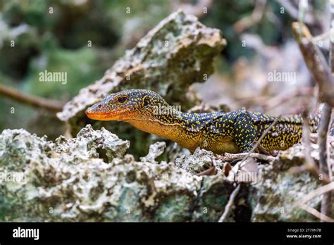 An Adult Mangrove Monitor Varanus Indicus Searching For Food In Wayag Bay Raja Ampat