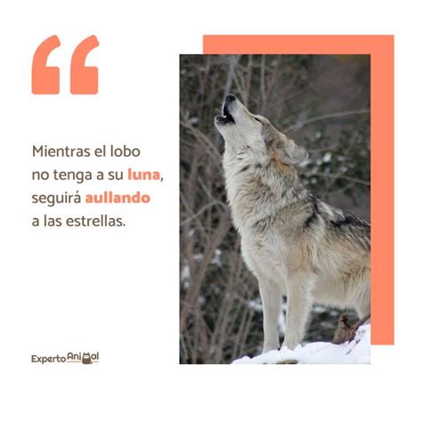 100 Frases De Lobos Solitarios Cortas Y Más