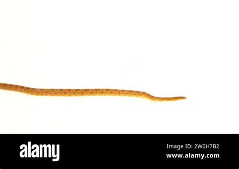 Python Burmese Stock Videos And Footage Hd And 4k Video Clips Alamy