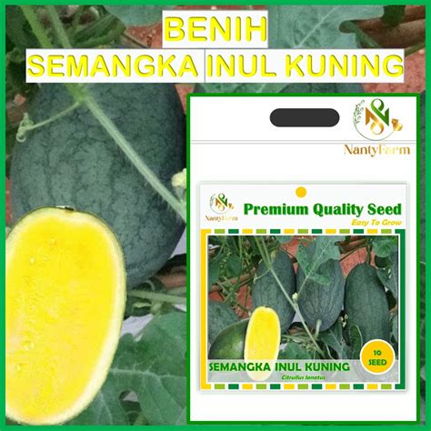 Jual Benih Biji Buah Semangka Inul Kuning F1 Hibrida 10 Biji Shopee