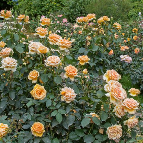 Rožė „valencia Obenių Medelynas