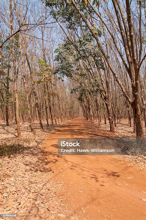 Rubber Tree Farming And Plantation Agriculture Asia Latex Sap C Stock