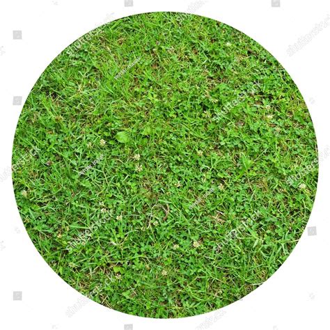 Green Grass Nature Background Natural Texture Of Plant In Close Up