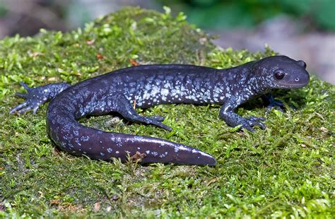 Blue Spotted Salamander Range Map At Jeremy Fenner Blog