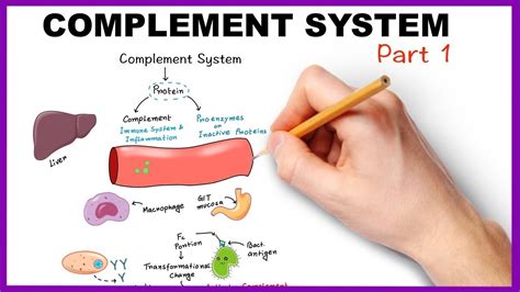 Complement System Immunology Part 918 Complement Syst Vrogue Co