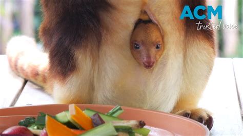 Adorable Tree Kangaroo Joey Pops Out Of Mums Pouch Newcastle Herald